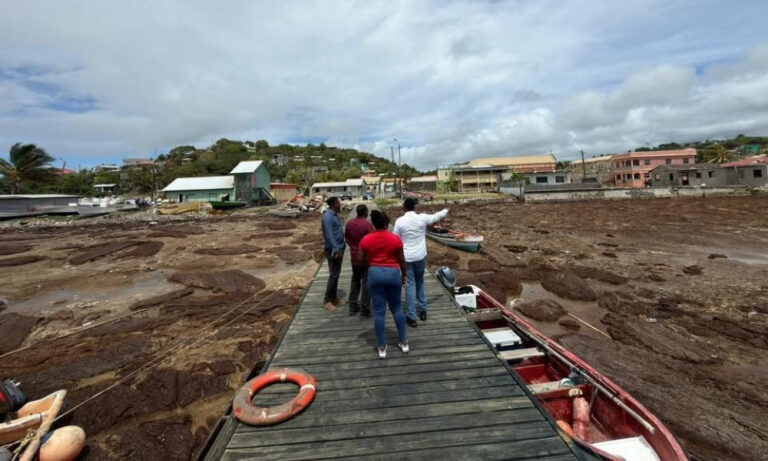 Sargassum Chokes Micoud North Jetty, Threatening Fishers' Livelihoods ...